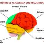 ¿Cómo funciona la memoria a largo plazo en el cerebro humano? - Sevilla ...